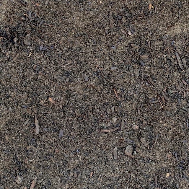 Boring Bark